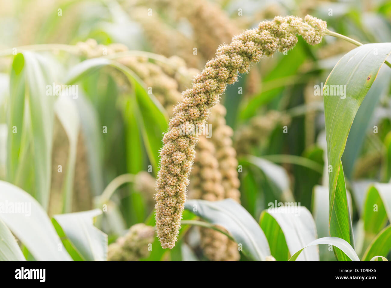 The millet grown in the field Stock Photo - Alamy
