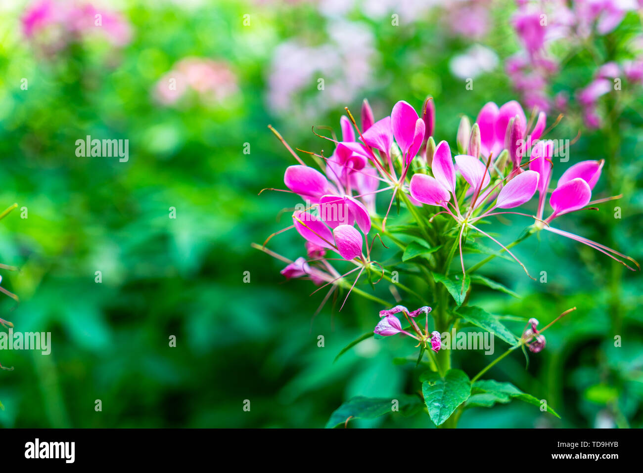 Chengdu botanical garden hi-res stock photography and images - Alamy