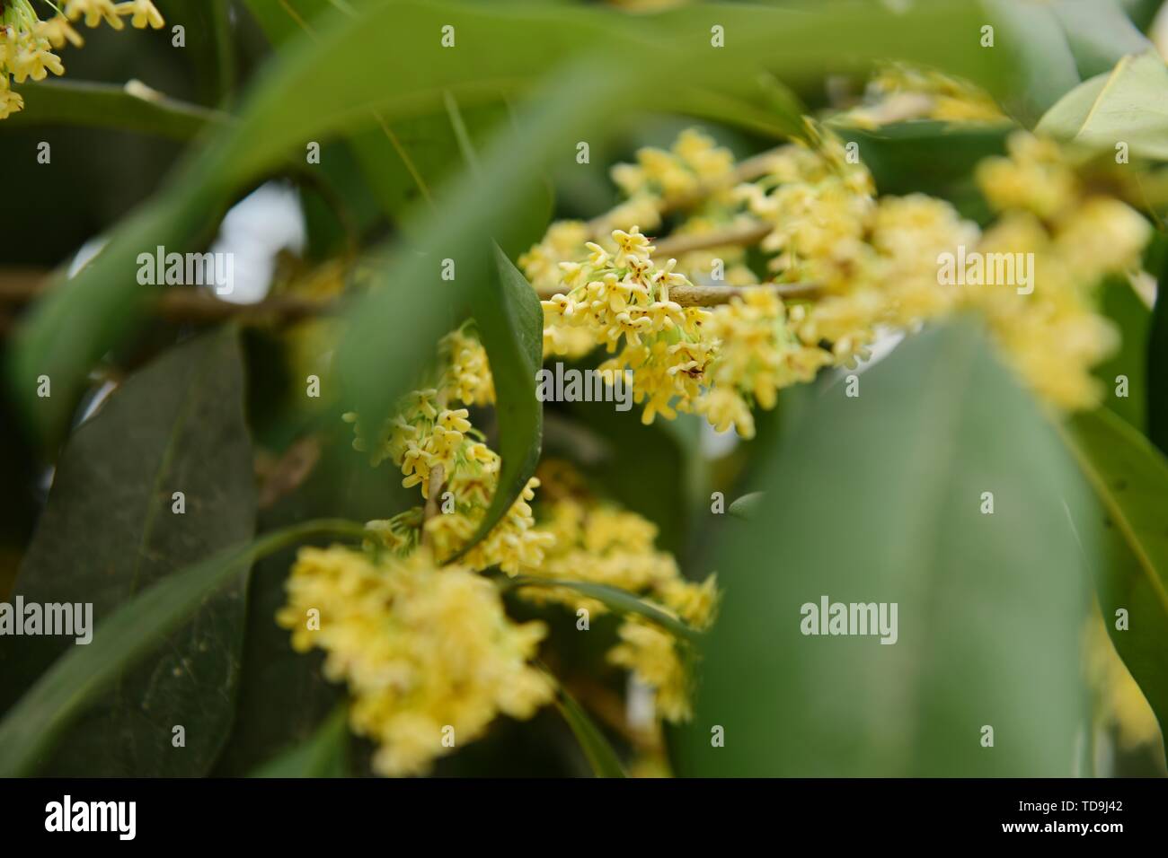 Silver osmanthus hi-res stock photography and images - Alamy