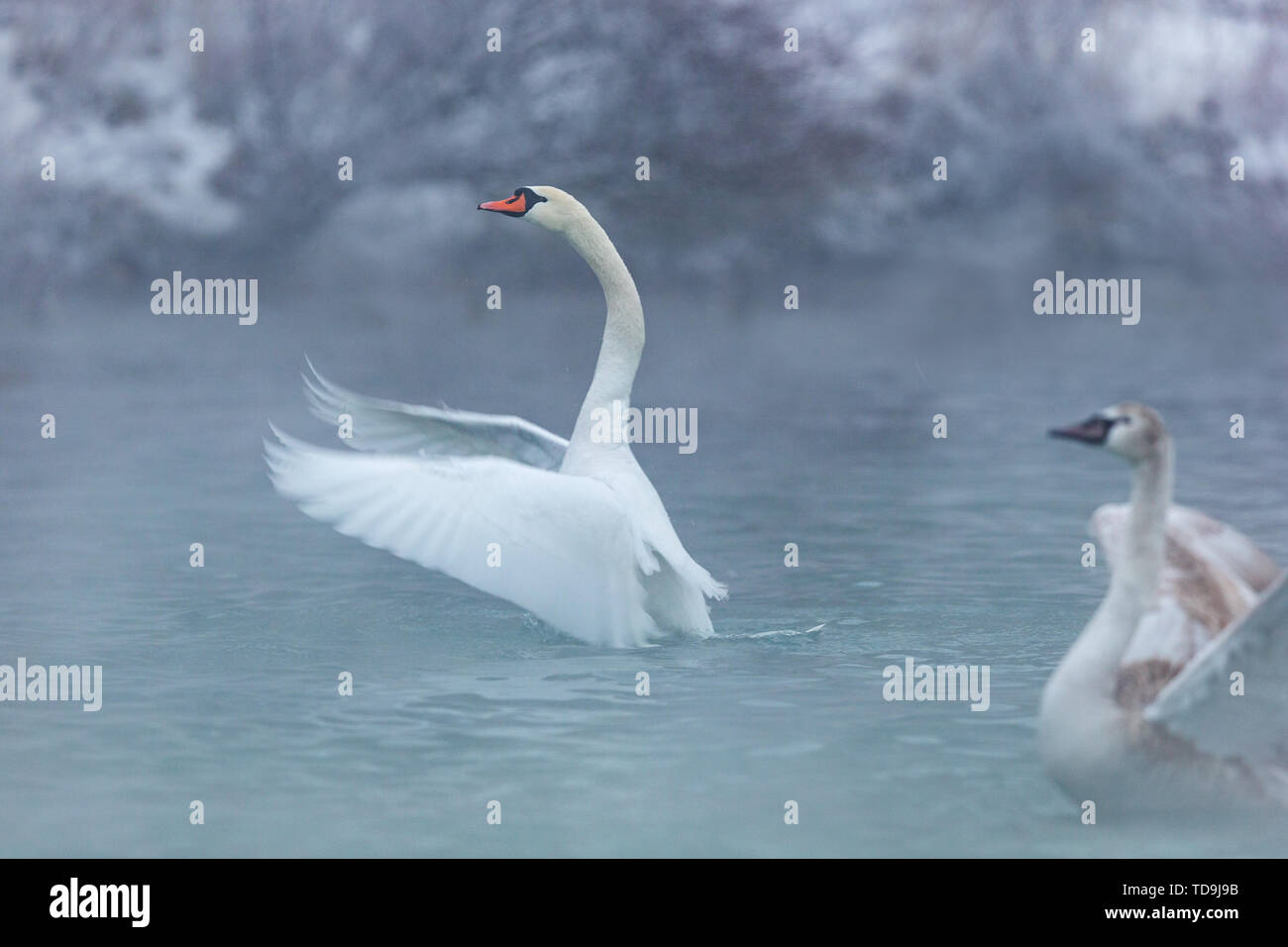 A warts-nosed swan swimming in hot springs in Yili, Xinjiang in winter ...