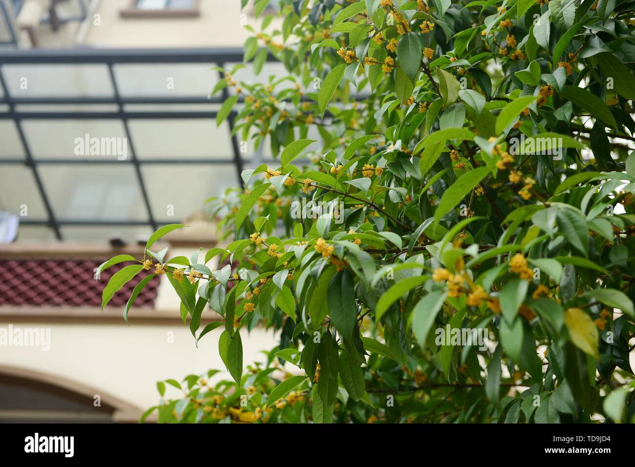 Silver osmanthus hi-res stock photography and images - Alamy