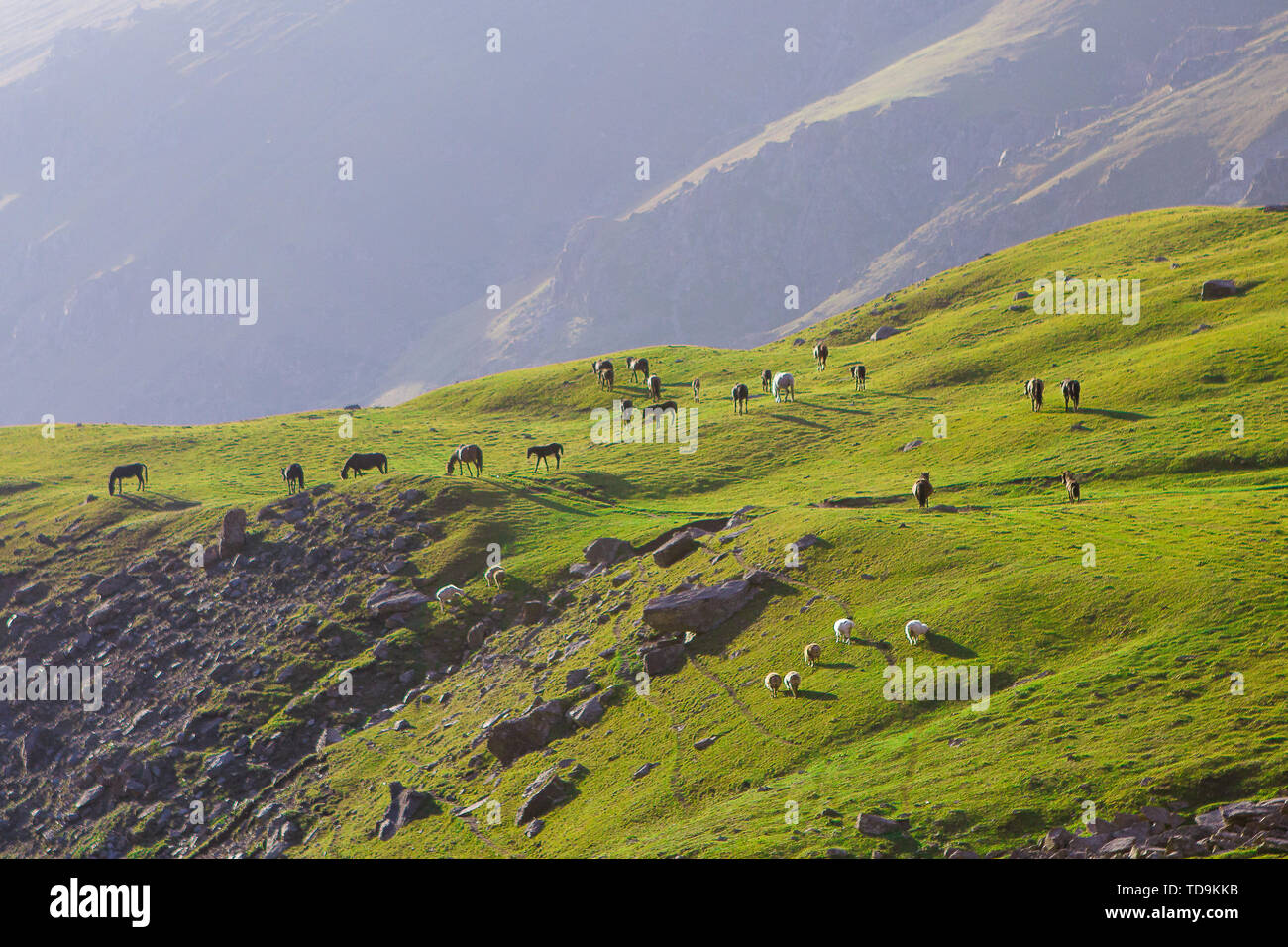 Free pastures hi-res stock photography and images - Alamy