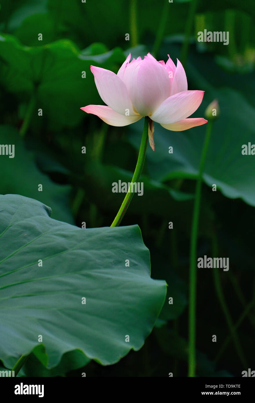 Lily tropical nature and beautiful blooms hi-res stock photography and ...