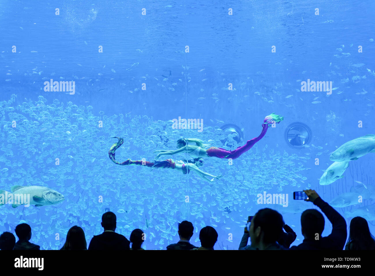 Mermaid performance at Haichang Ocean Park, Shanghai Stock Photo - Alamy