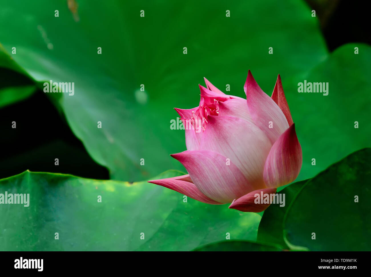 Summer lotus and lotus material Stock Photo - Alamy