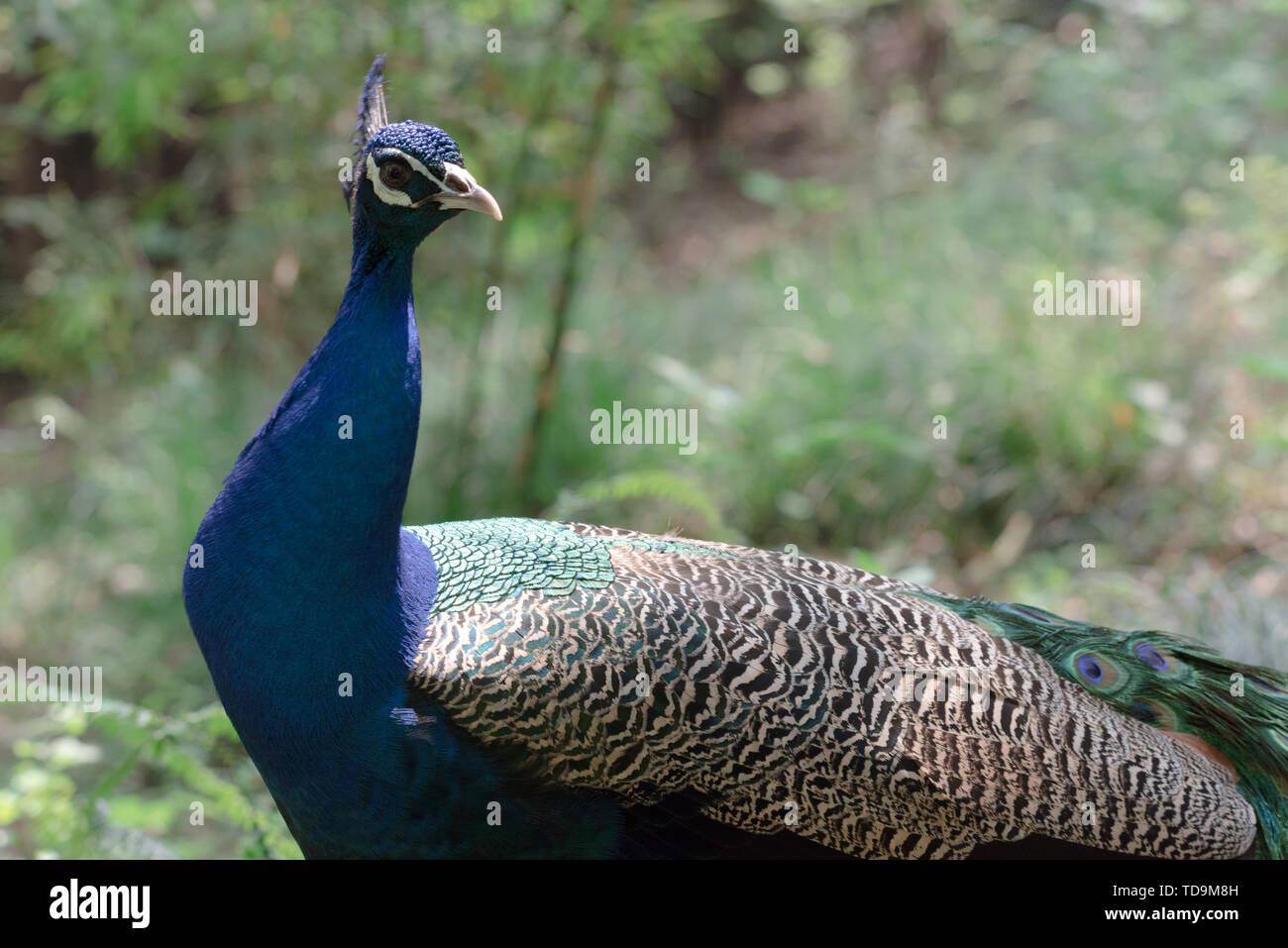 Human And Peacock High Resolution Stock Photography and Images - Alamy