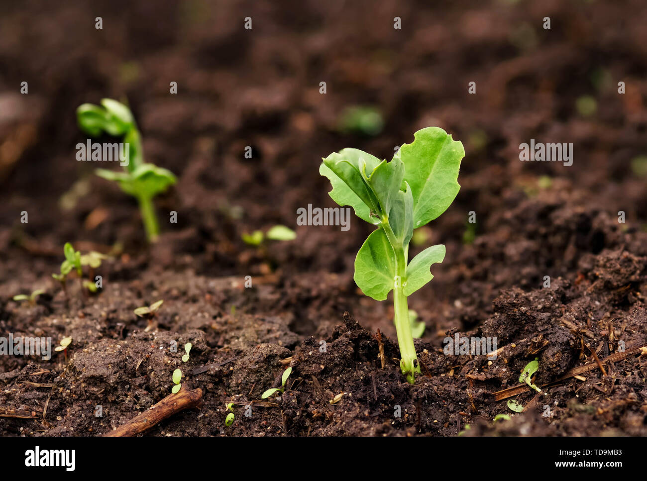 Sprout ground hi-res stock photography and images - Alamy