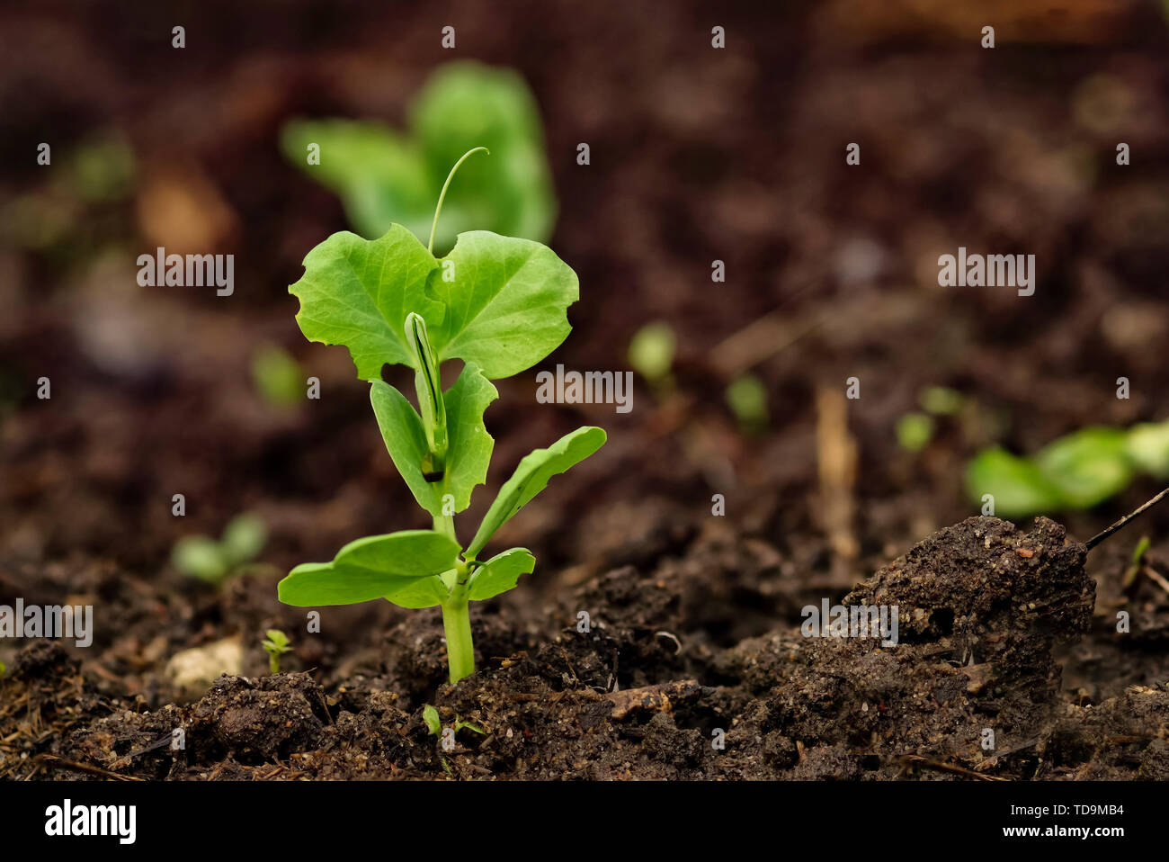 Young green pea sprout germinates from the ground Stock Photo - Alamy