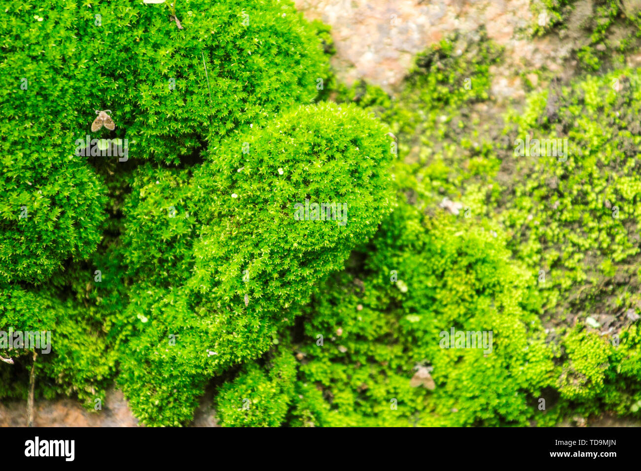 Growing green moss Stock Photo - Alamy