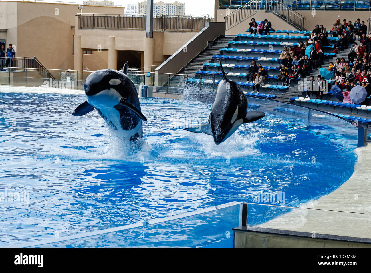 killer whale show Stock Photo - Alamy