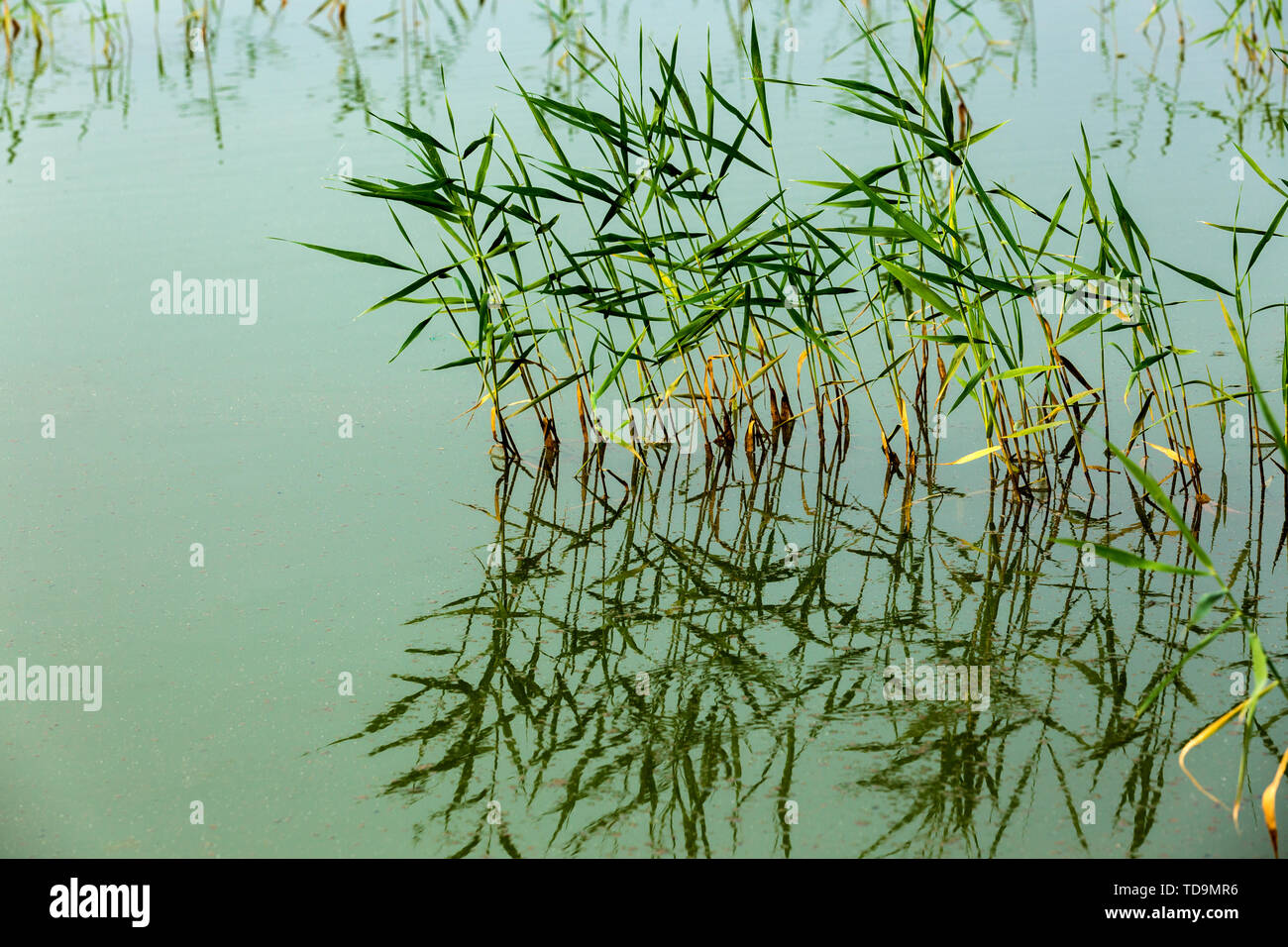 Reed in the water Stock Photo - Alamy