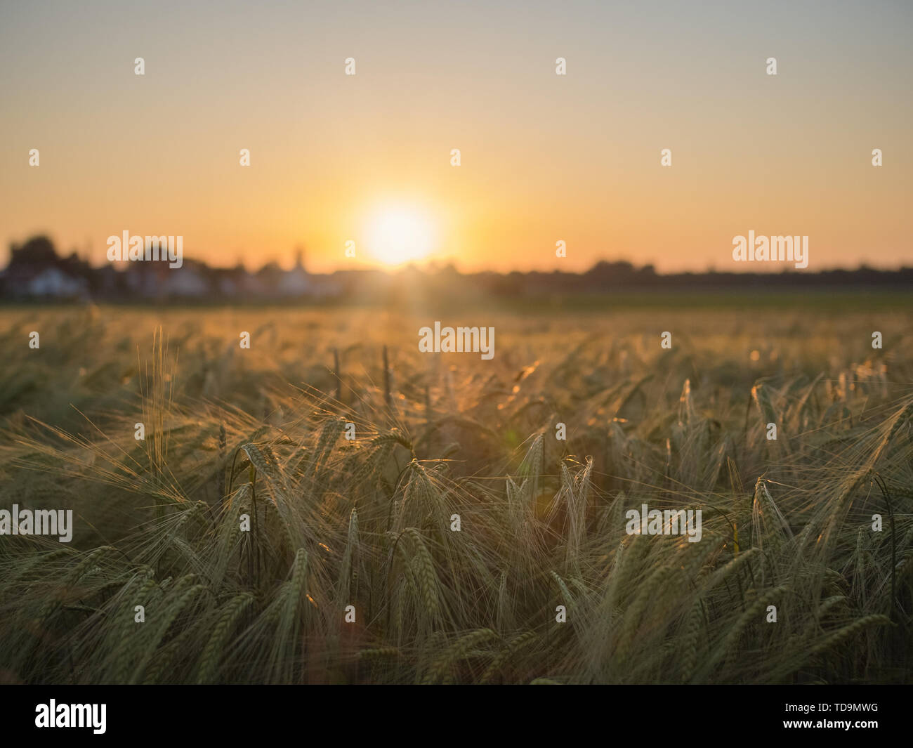 Field of wheat with golden sunset Stock Photo - Alamy