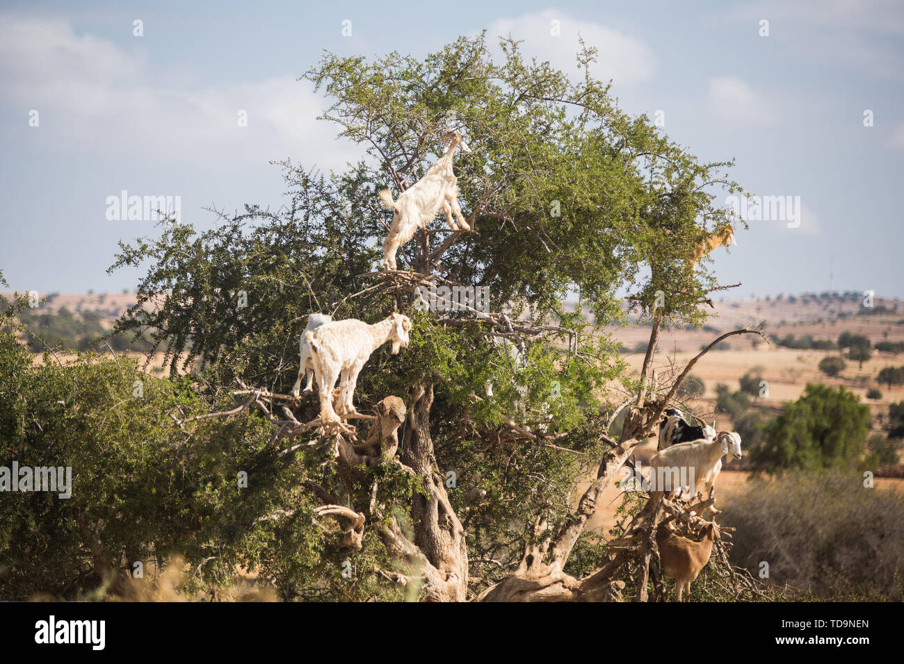 Moroccan sheep go up trees Stock Photo - Alamy