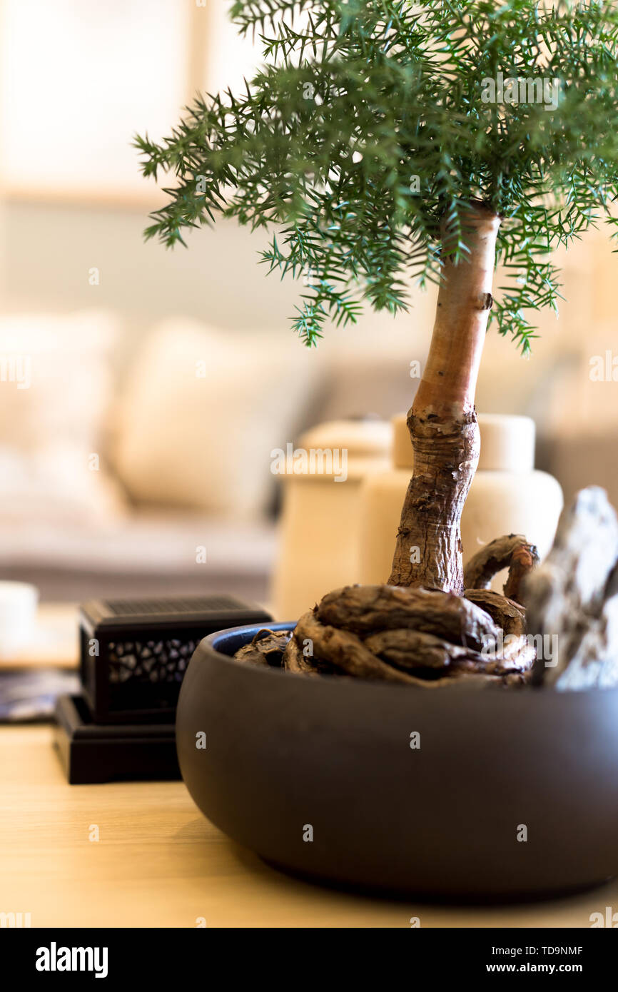 pot plant on wood table in modern living room Stock Photo - Alamy