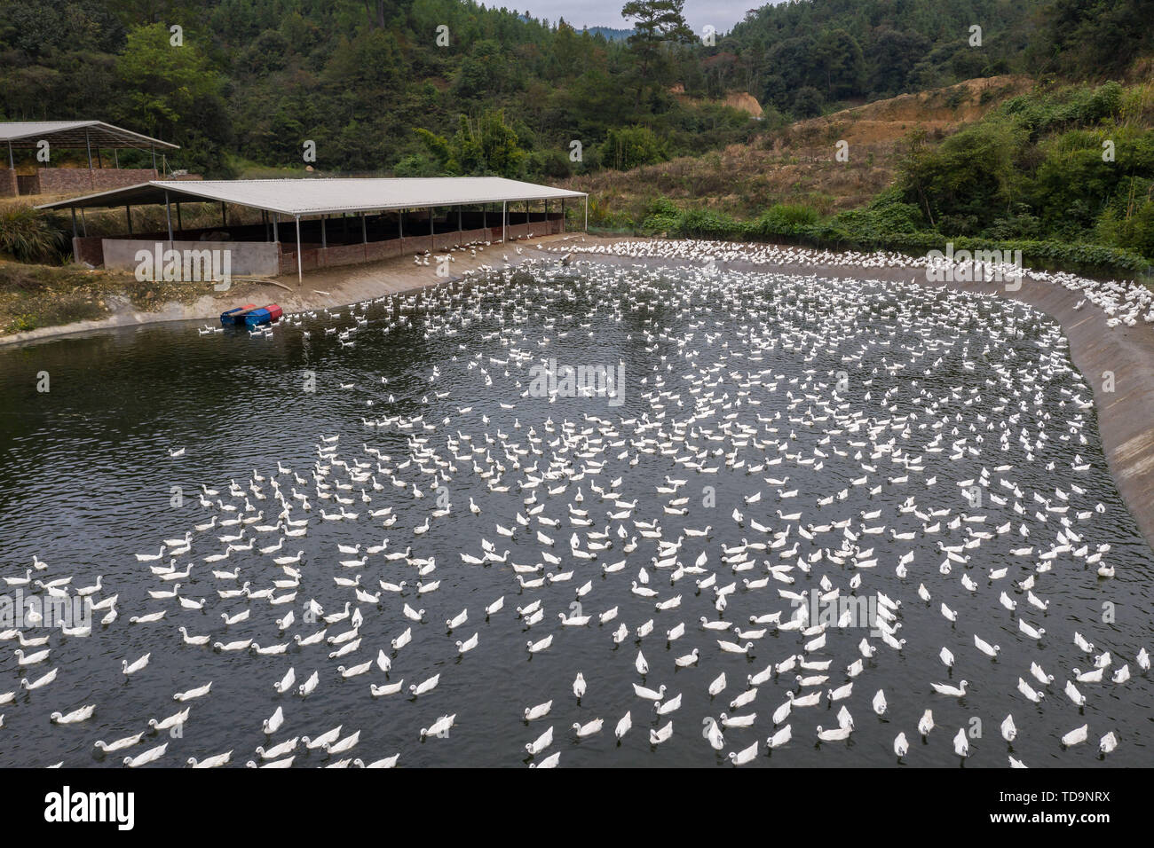 Bai Zi duck aquaculture in Liancheng County, Longyan City, Fujian ...