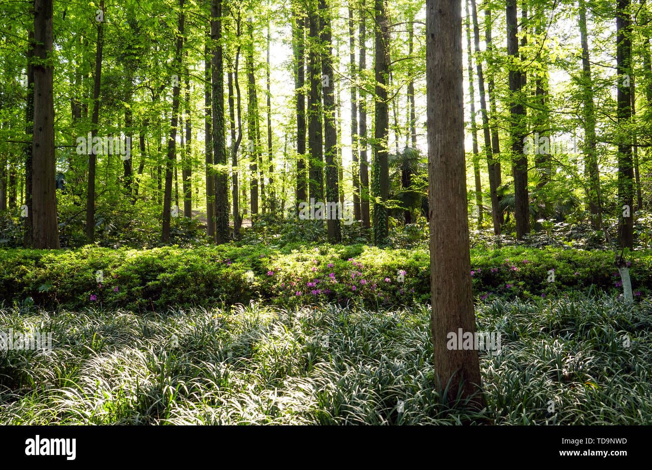 Spring color of West Lake Scenic Area Stock Photo - Alamy