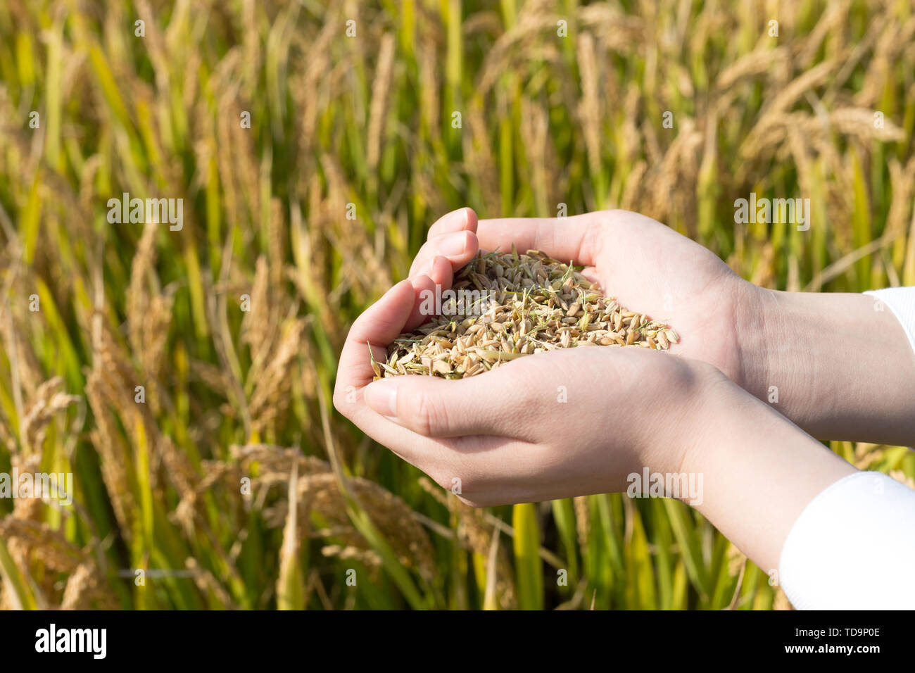 Grain planting villages hi-res stock photography and images - Alamy