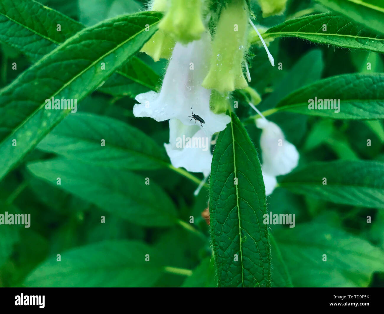 Sesame flowers and bugs Stock Photo - Alamy