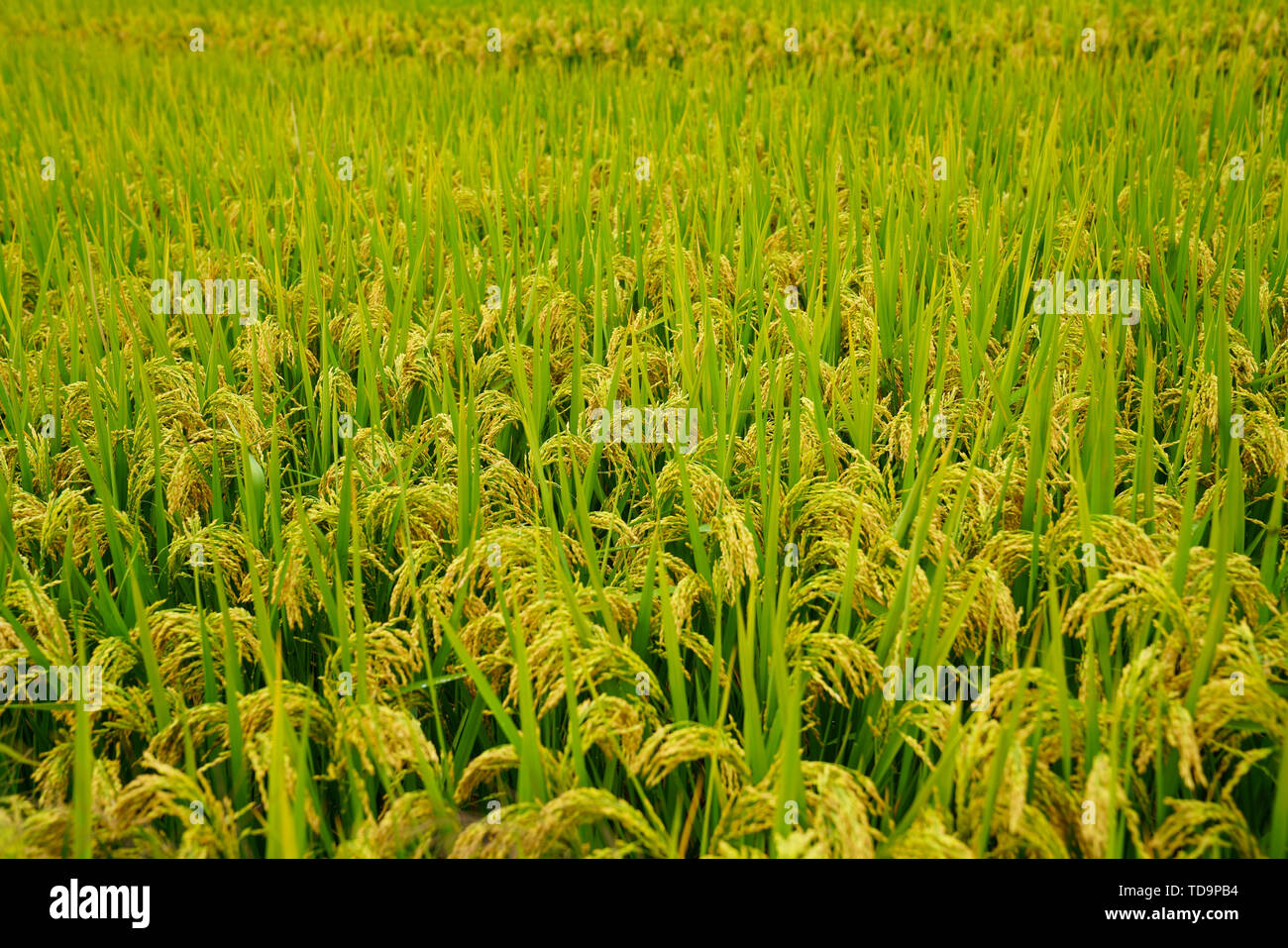 Dry rice crops hi-res stock photography and images - Alamy