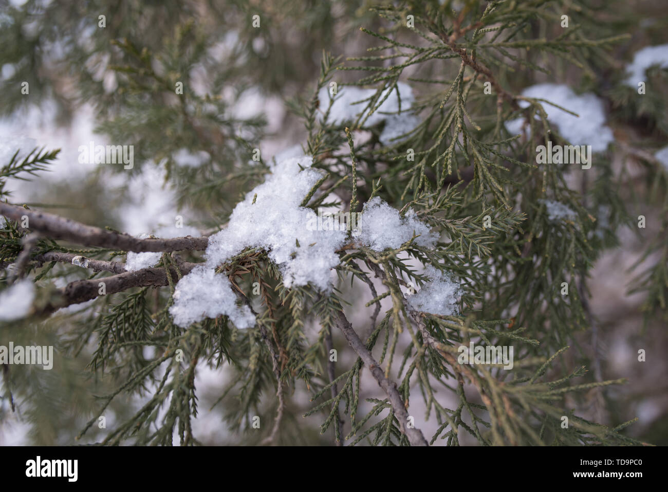 Snow View of the Temple of Heaven in Beijing Stock Photo - Alamy