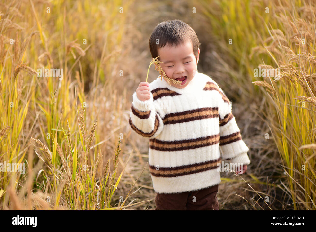 Happy little boy in the rice field Stock Photo - Alamy