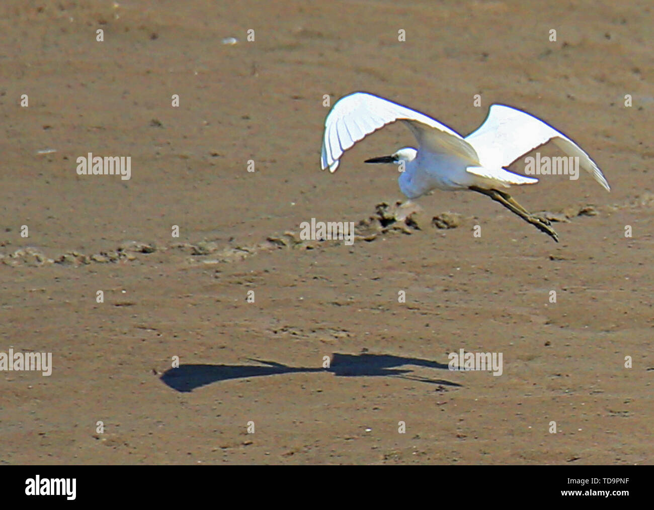 Flying desert insects hi-res stock photography and images - Alamy