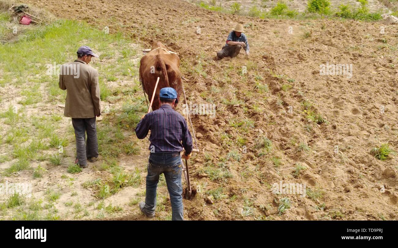 Tianshui, Gansu Province, farmers catch up to plow cattle and plow the ...