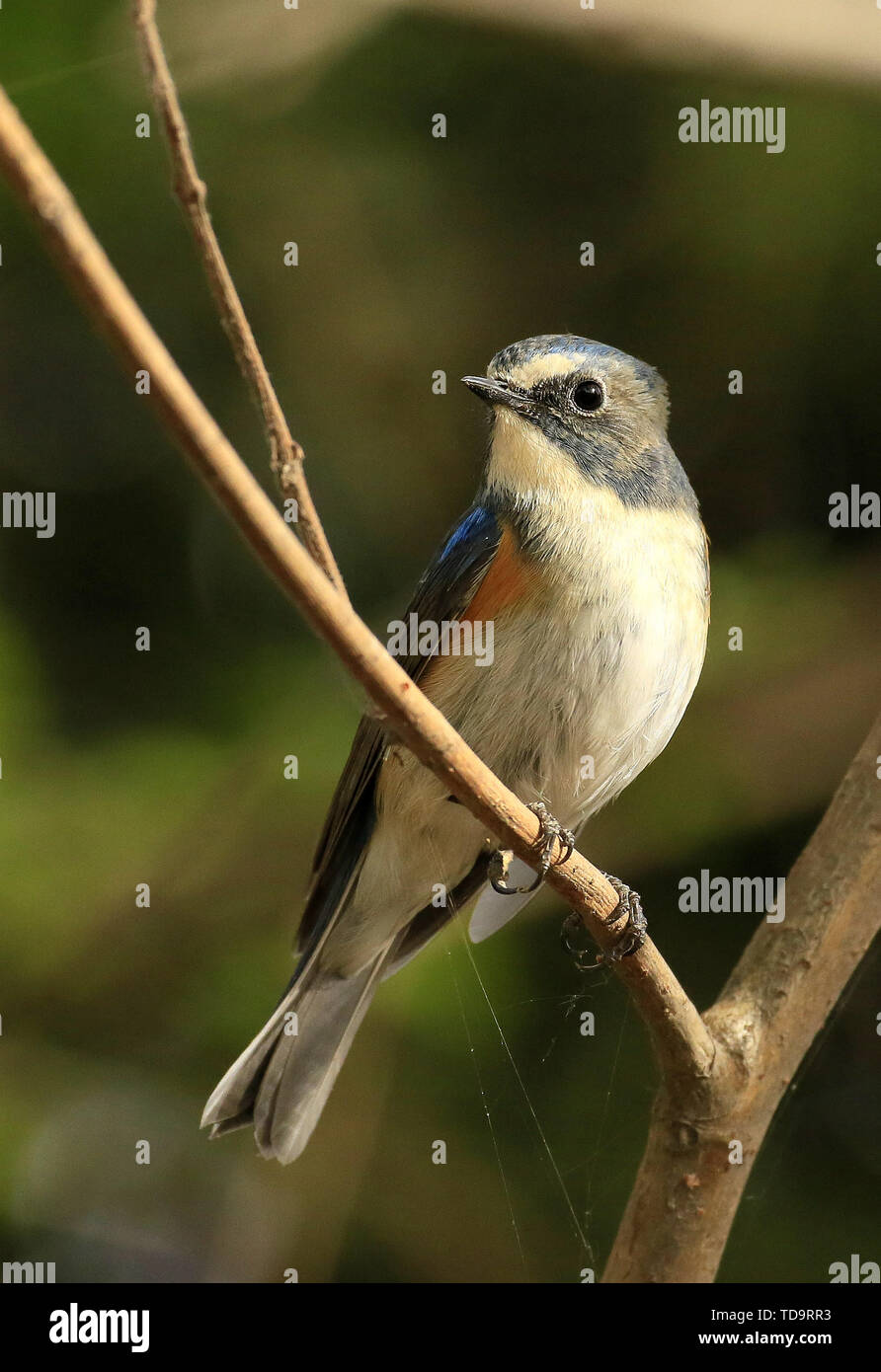 red - tailed robin Stock Photo - Alamy