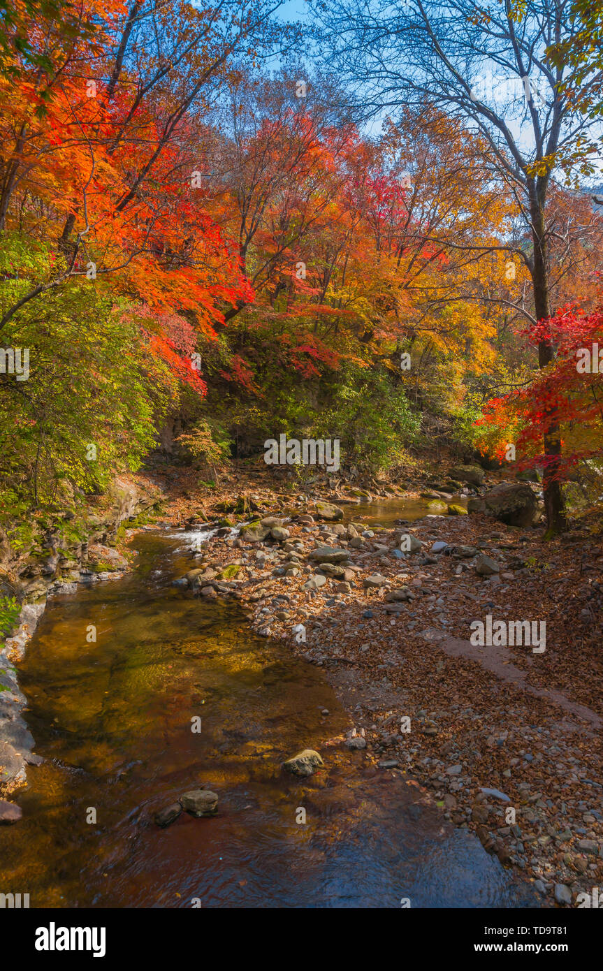 Fall maple trees Stock Photo - Alamy