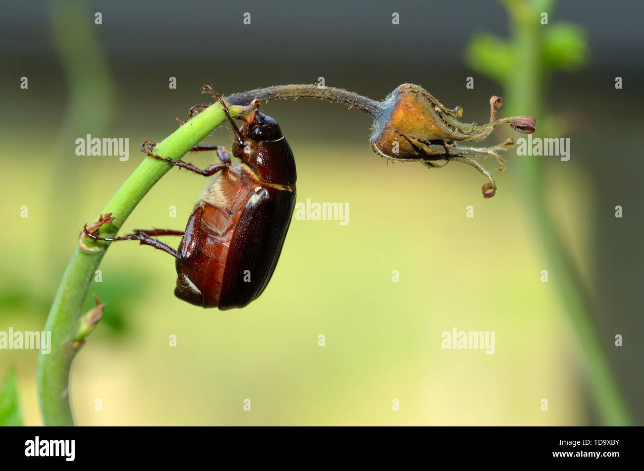 Insects and nature and coleoptera no human wildlife hi-res stock ...