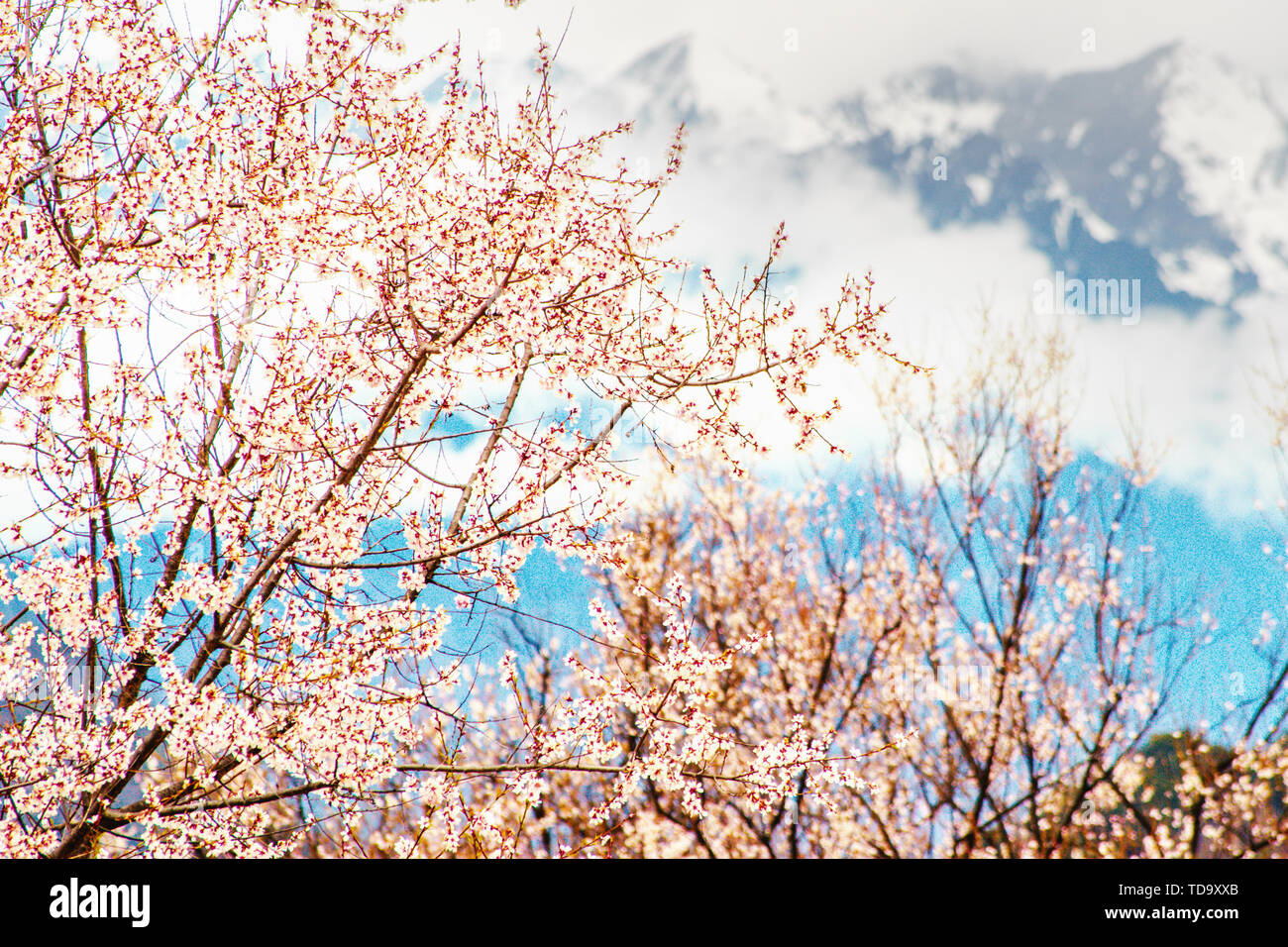 chinji peach blossom Stock Photo - Alamy