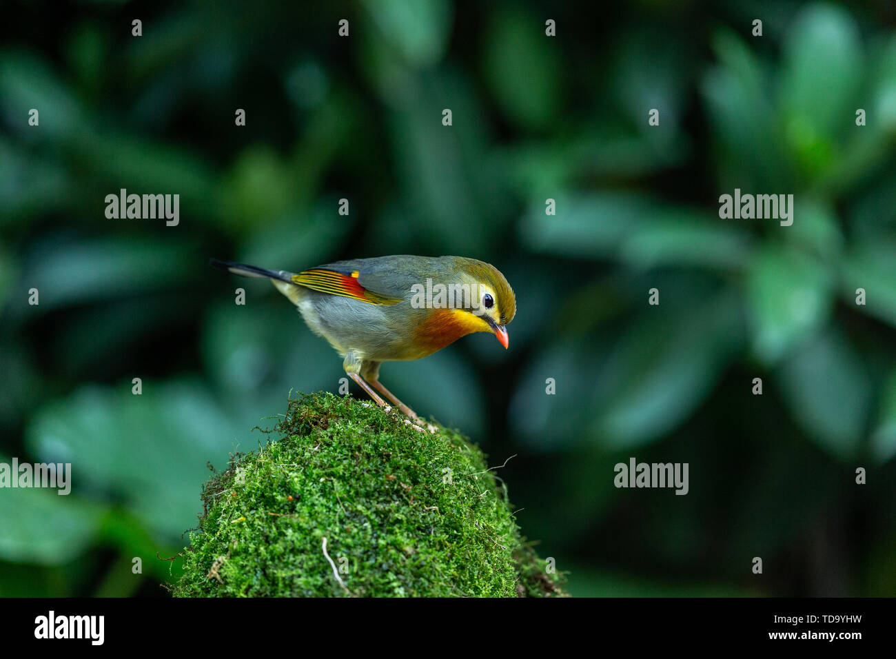 A symbol of faithful love ----Red-billed lovebirds Stock Photo - Alamy