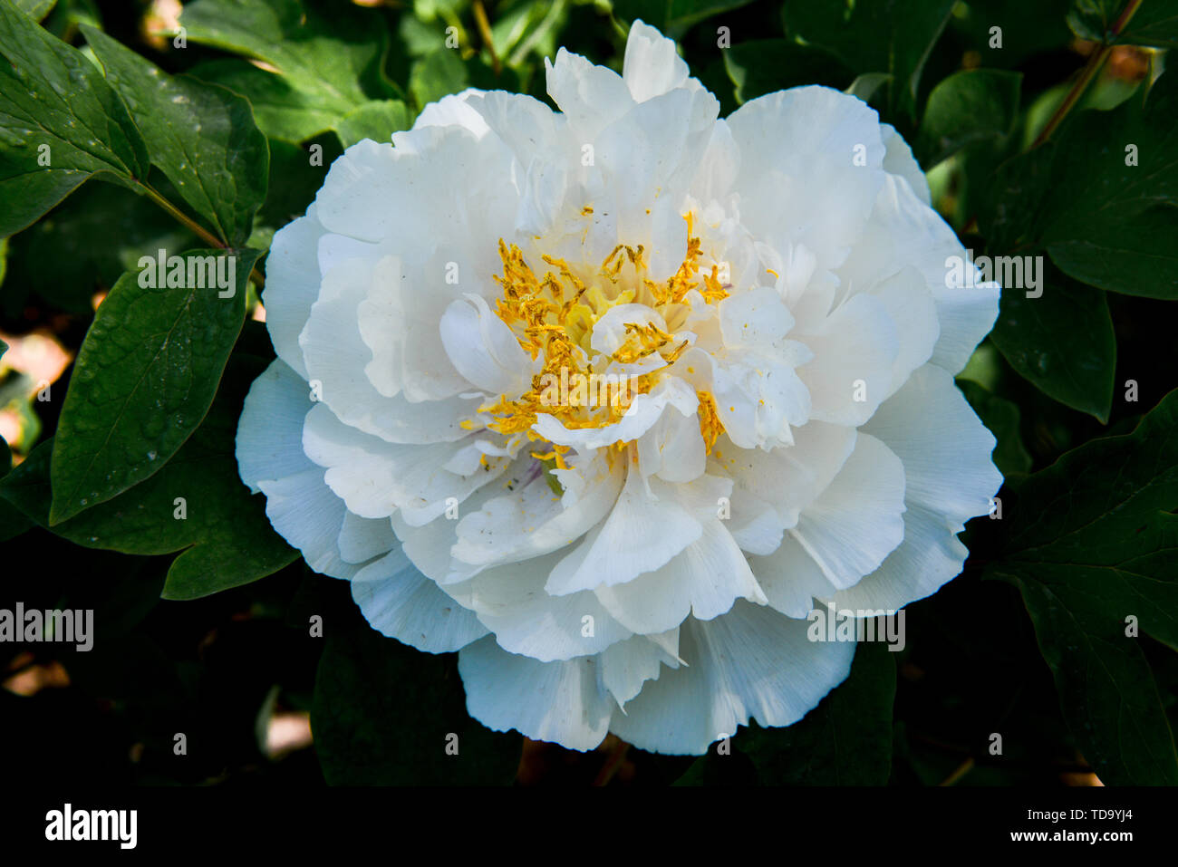 Peony map hi-res stock photography and images - Alamy