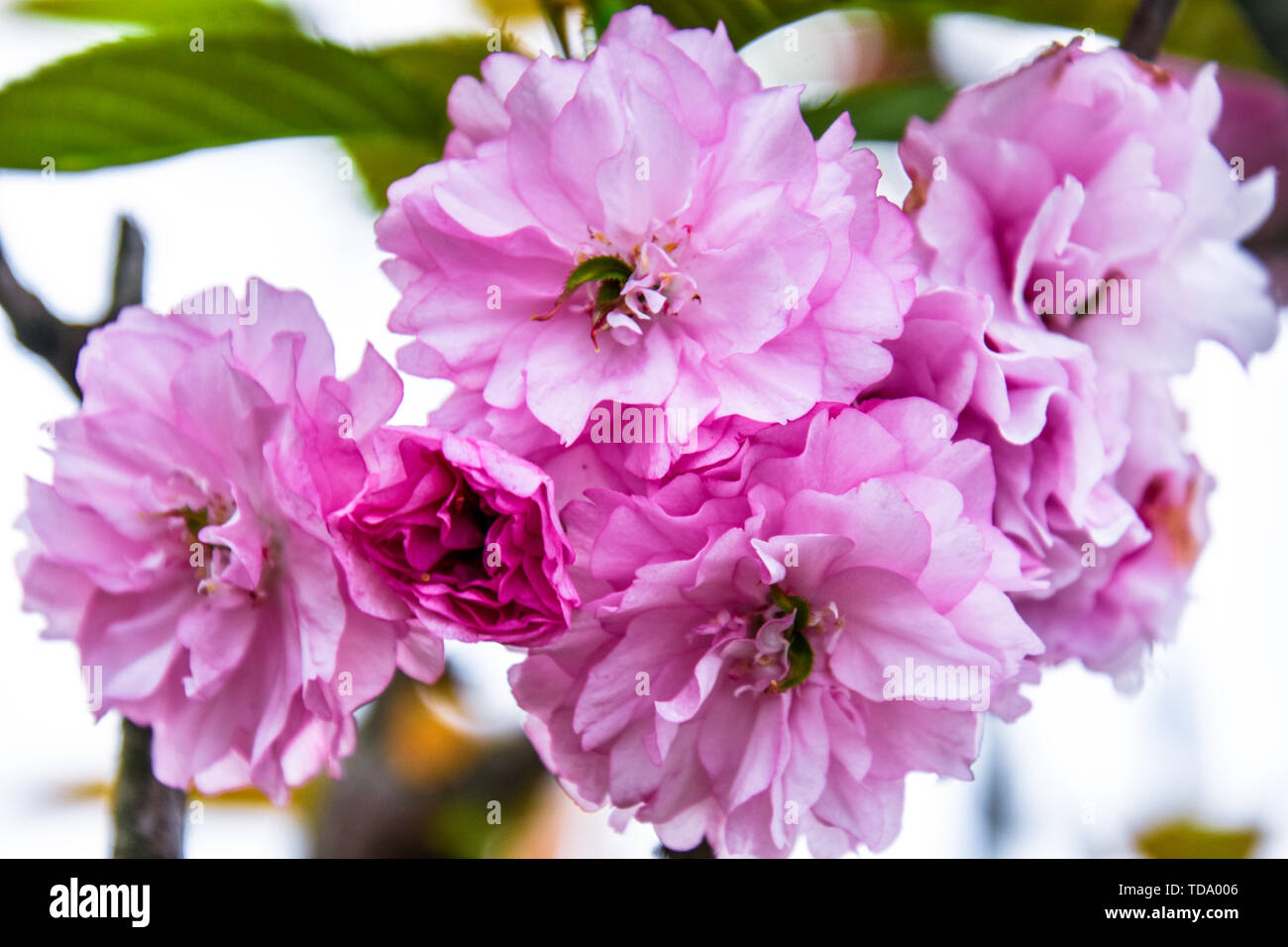 Cherry blossoms open, beautiful cherry blossoms Stock Photo - Alamy