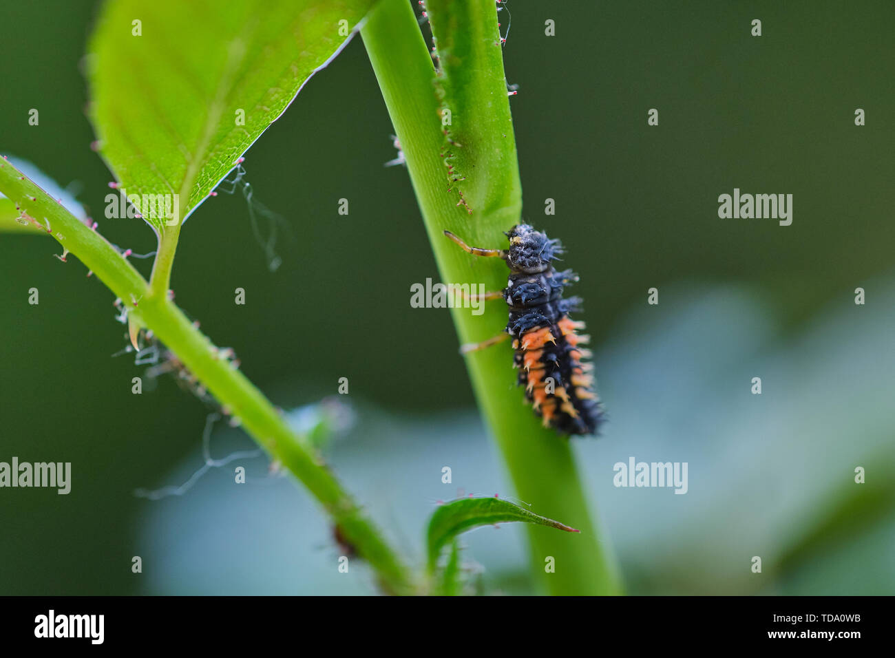 Ladybug larva metamorphosis hi-res stock photography and images - Alamy