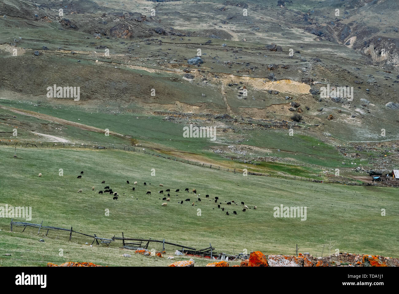 green fields and hills with animals from the farm Stock Photo - Alamy