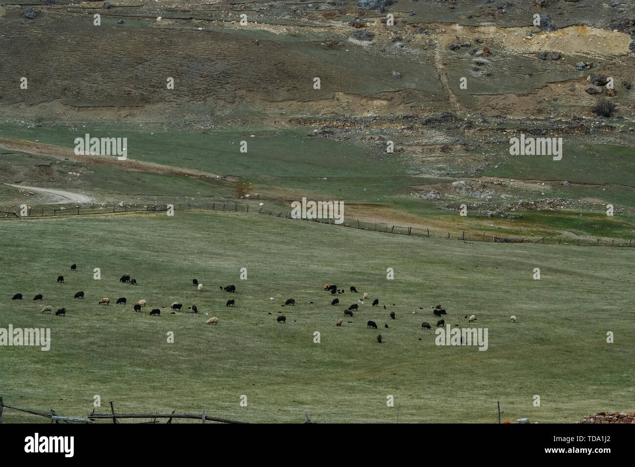 Green fields hills animals hi-res stock photography and images - Alamy