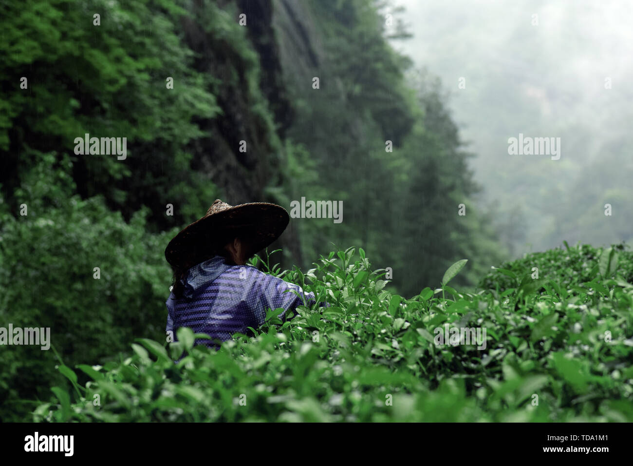 Scenic rock tea picking in Wuyishan tea garden Stock Photo - Alamy