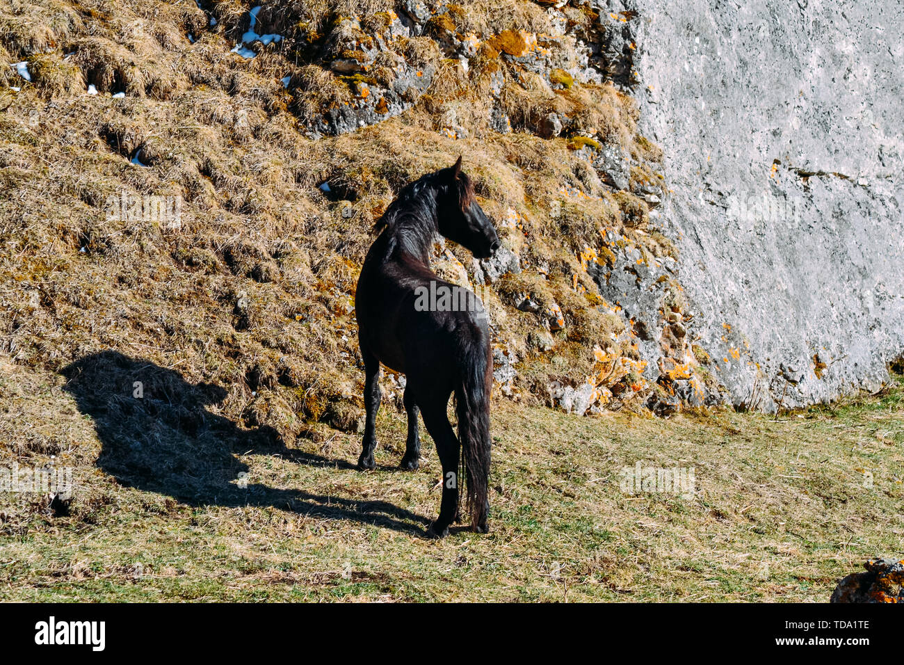 one horse in the nature in the daytime Stock Photo - Alamy
