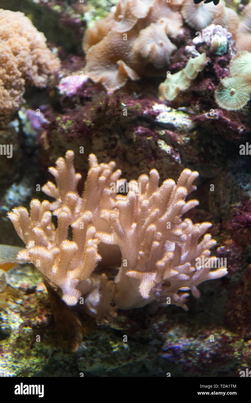 Horn Corals High Resolution Stock Photography and Images - Alamy