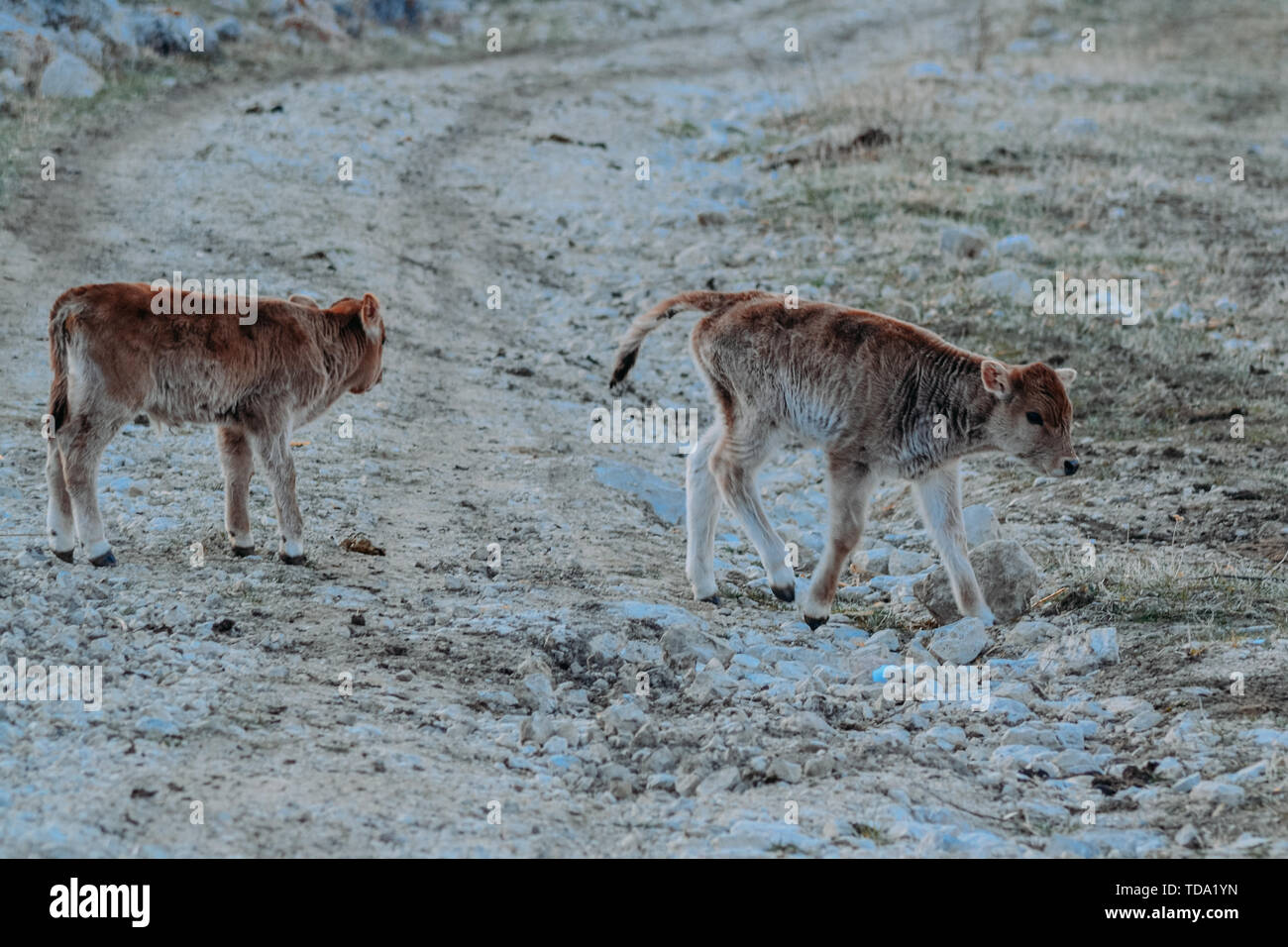 two small brown calves in the daytime Stock Photo - Alamy