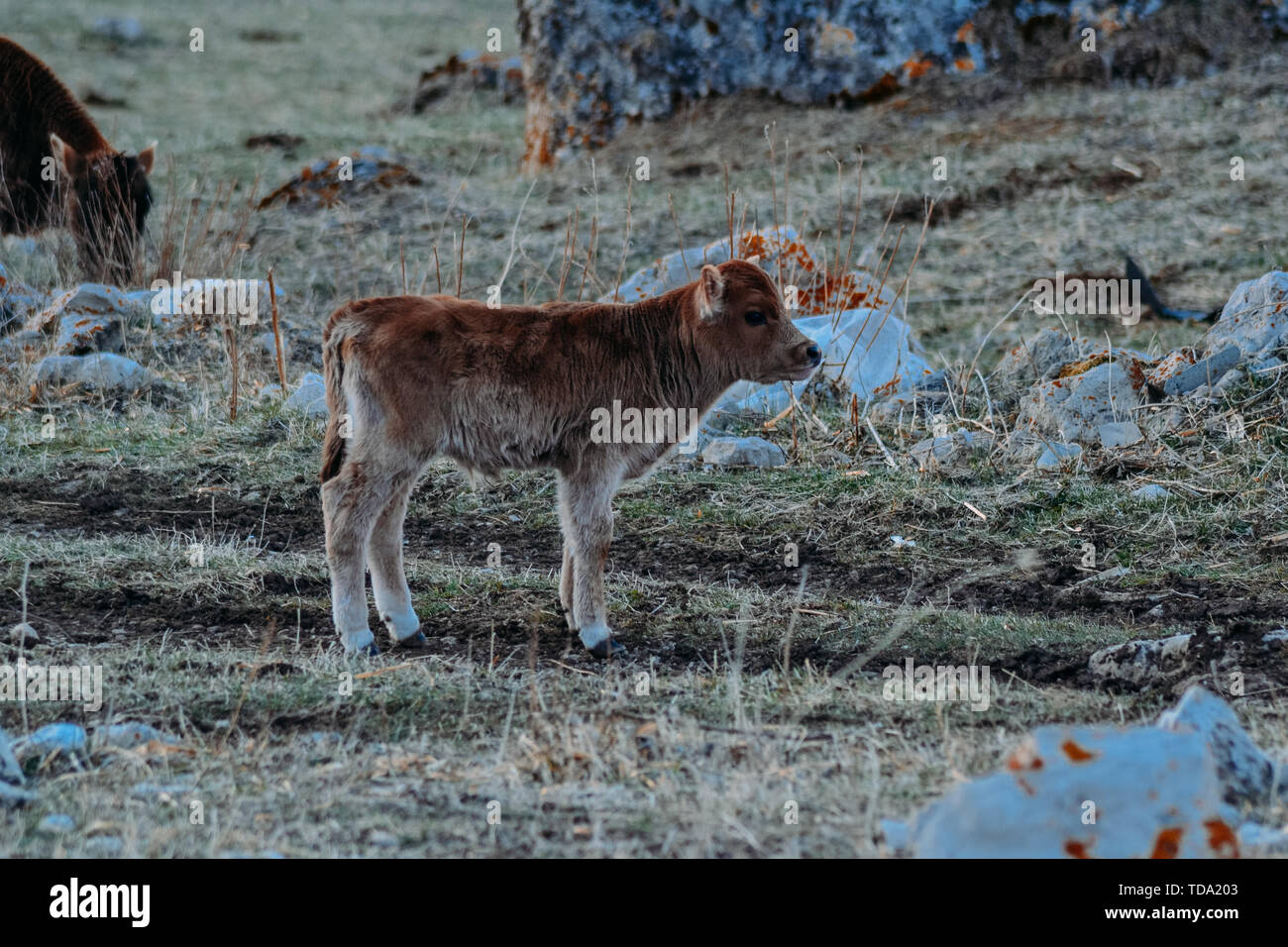 small brown calf in a meadow with dry grass Stock Photo - Alamy