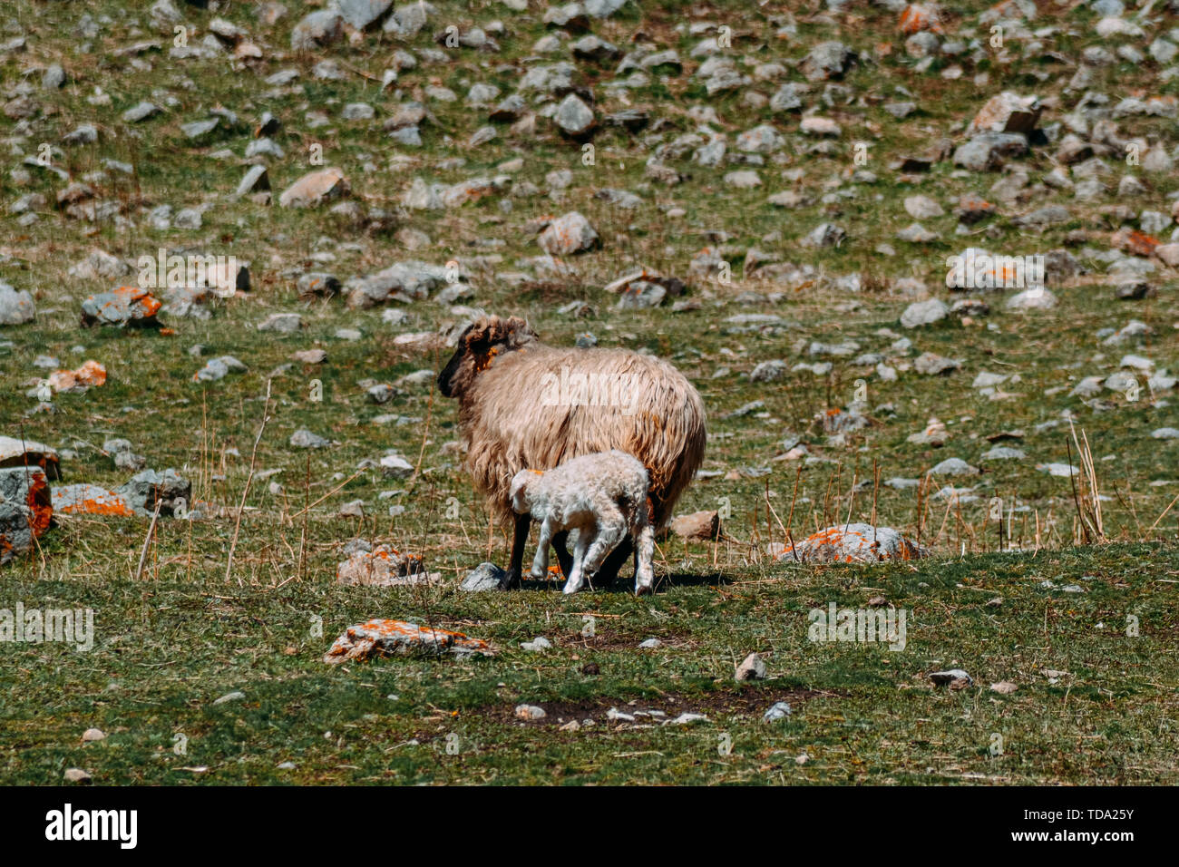 Real lamb hi-res stock photography and images - Alamy