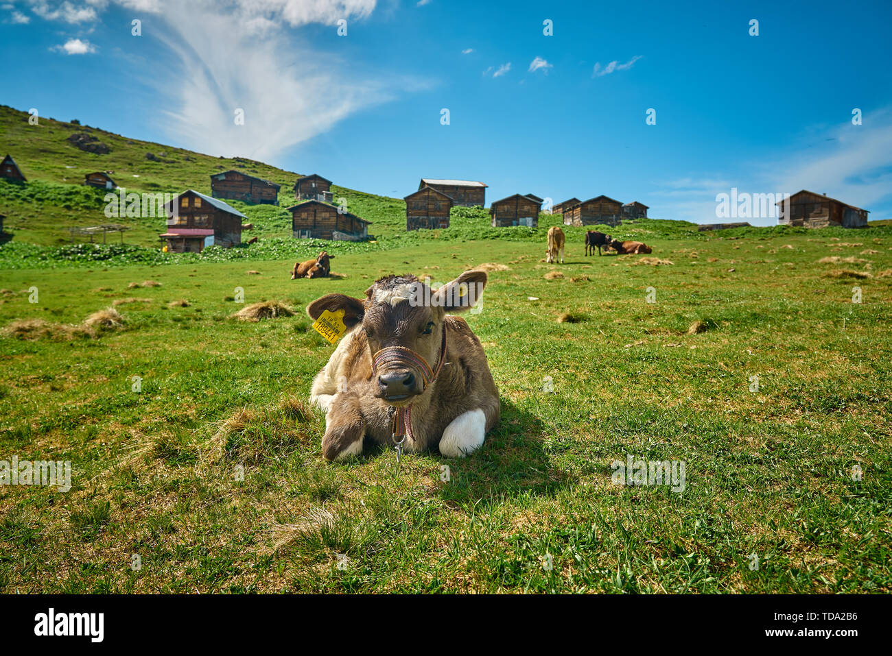 Turkey and baby hi-res stock photography and images - Alamy