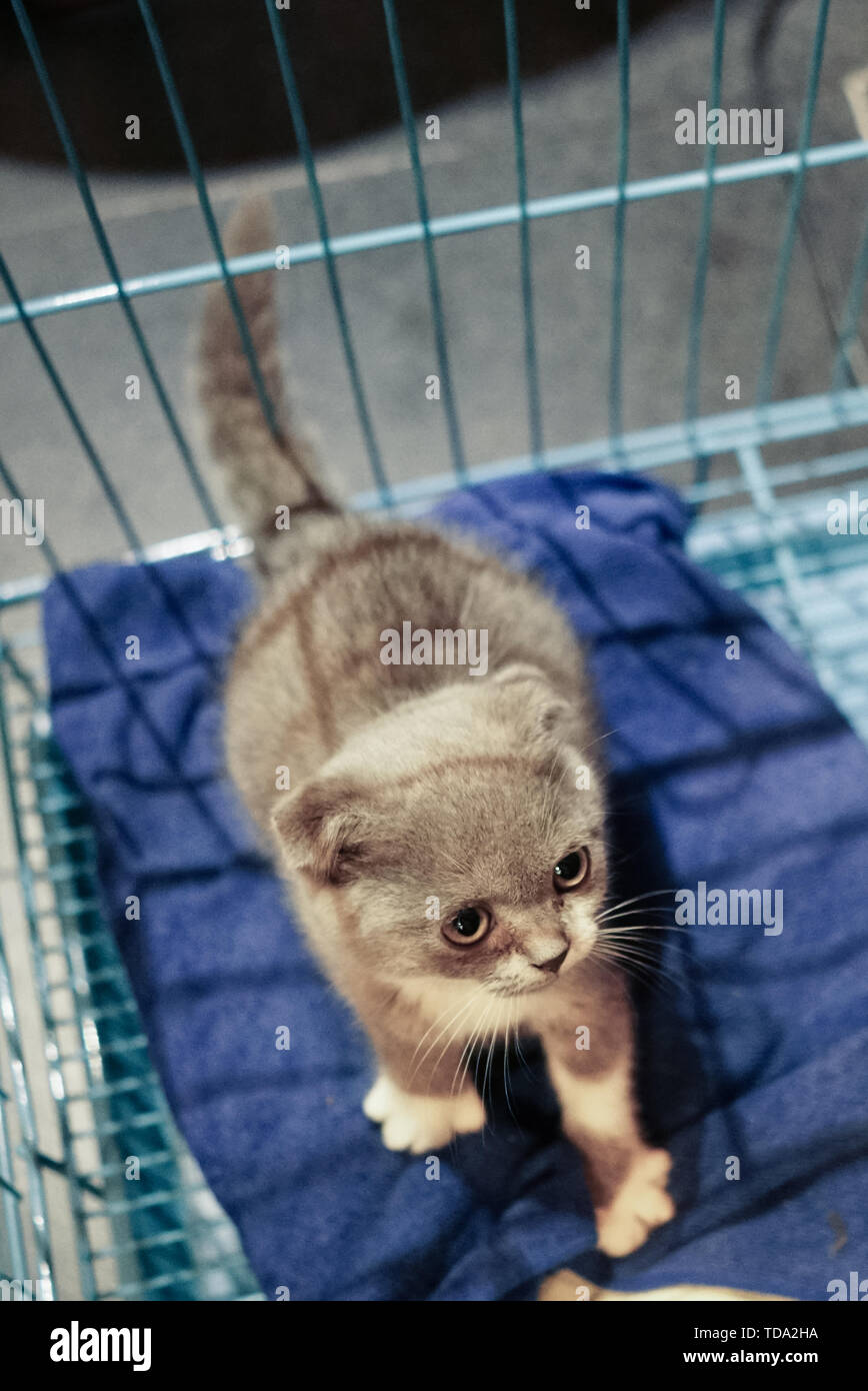 Cute chinese animals hi-res stock photography and images - Alamy