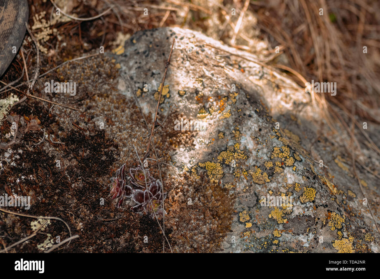 old stone covered with spots and moss Stock Photo - Alamy