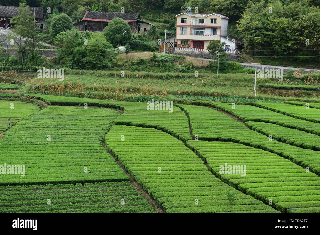 Tea garden scenery Stock Photo - Alamy