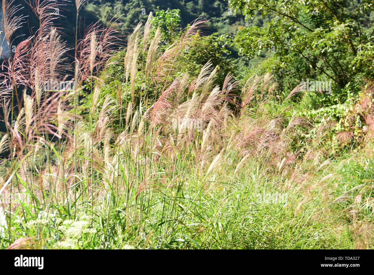 Reed hd hi-res stock photography and images - Alamy