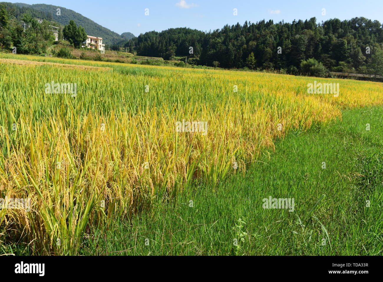 High definition rice hi-res stock photography and images - Alamy