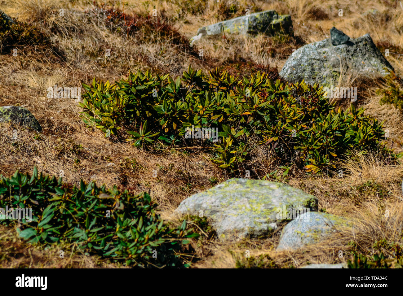 stones and vegetation in the highlands in the daytime Stock Photo - Alamy